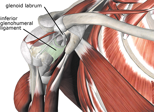 Inferior Glenohumeral Ligament